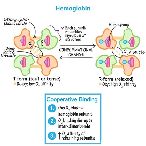 Biochemistry Glossary Hemoglobin And Myoglobin 3 Hemoglobin Basic Anatomy And Physiology