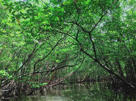 Bintan Fireflies And Mangrove River Tour Klook The Bahamas