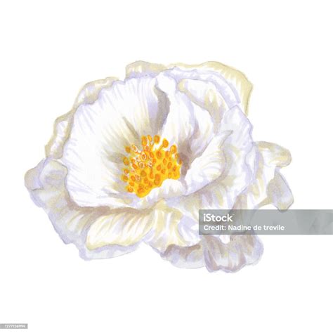 하나의 흰색 장미의 수채화 야생 장미의 흰 꽃 식물 학적 그림 흰색 배경에 격리 된 손으로 그린 꽃 요소 웨딩 장식 카드 초대장의 요소 0명에 대한 스톡 벡터 아트 및 기타