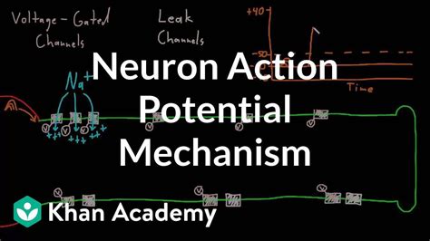 Action Potential Neuron Animation