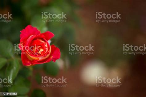 아름 다운 꽃 장미 꽃 녹색 잎 사랑 관계 마음의 표현 될 수 있습니다 새 해 또는 발렌타인 사랑 선물으로 사용 합니다 기념일에 대한 스톡 사진 및 기타 이미지 Istock