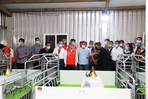 我拚豬瘟拔針 最快114年列非疫國 中華日報 Line Today