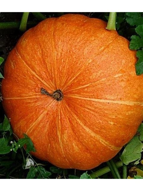 Тыквы сорта с 76 фото