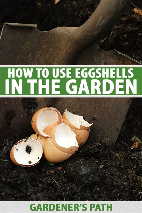 How To Use Eggshells In The Garden Gardeners Path