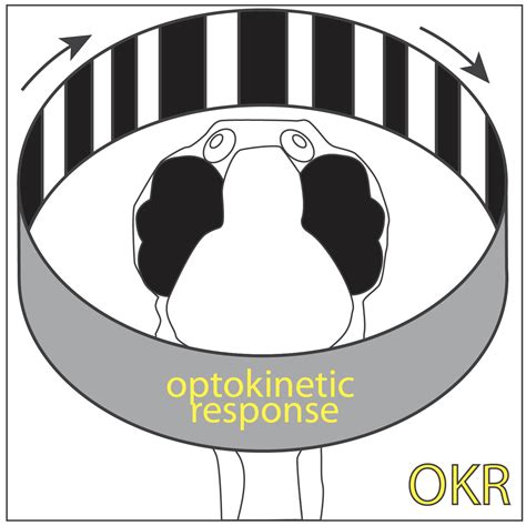 Retinofugal Projections — Zebrafish Ucl