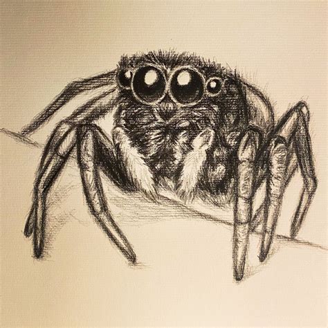 Jumping Spider Spider Drawing Bug Art Jumping Spider