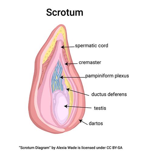 Male Reproductive Anatomy Integrated Human Anatomy And Physiology