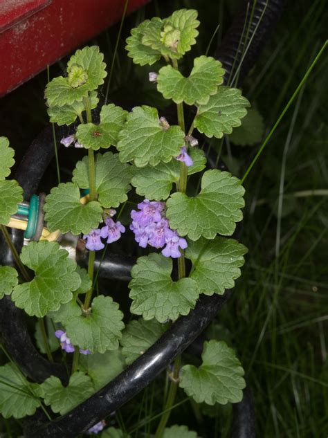 Glechoma Hederacea Ground Ivy