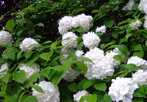 昆山琼花节 昆山花桥 昆山市花 第11页 大山谷图库