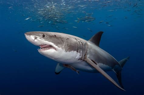 Sharks In The Parks The National Wildlife Federation Blog