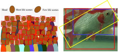 Fish Face Identification Based On Rotated Object Detection Dataset And