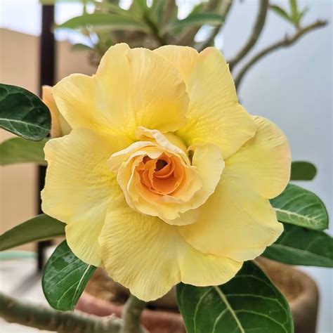 Yellow Desert Roses Desert Rose Trunk Turning Yellow And Squishy