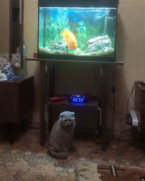 АКВАРИУМ/СЕРПУХОВ/ЧЕХОВ | С наступающим!) | Instagram