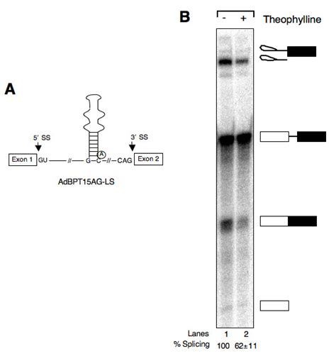 The Location Of Branchpoint Sequence Affects Efficiency Of Splicing