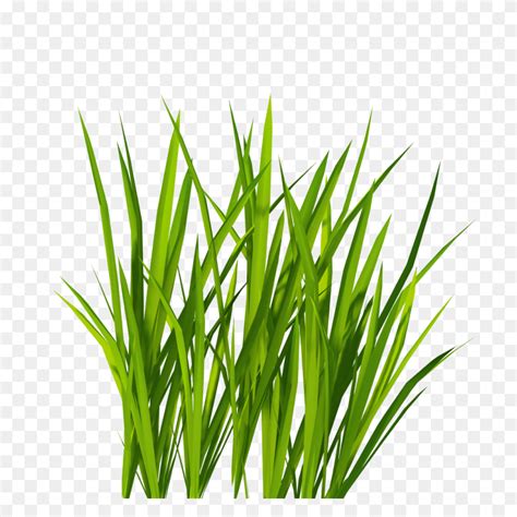 Backdrops Clip Art Grass Tall Grass Clipart Flyclipart
