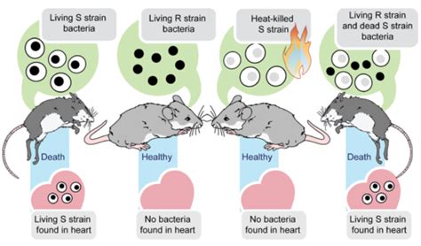 5 3 Dna Human Biology