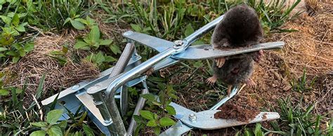 Mole Trap Scissor 2 Pack Upgraded Mole Traps For Lawns That Kill Best Galvanized