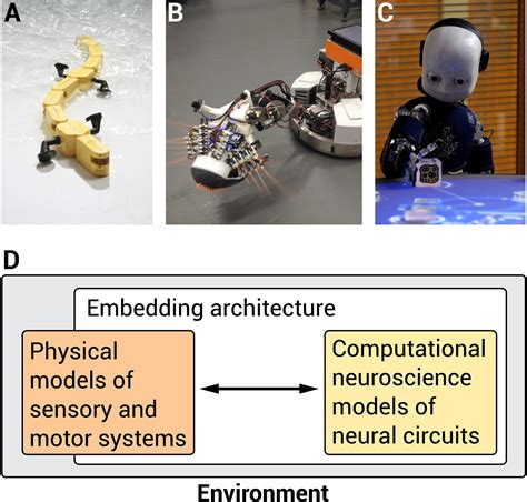 Understanding Brain Functional Architecture Through Robotics Science