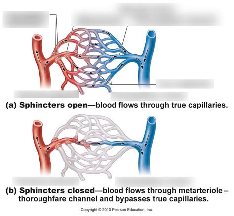 Structure Of Capillary Bed At George Redden Blog