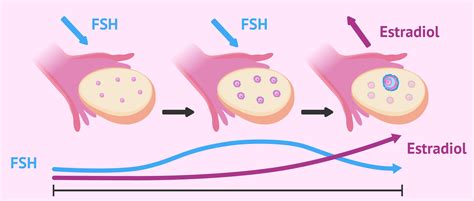 Fsh Hormone What Are Its Functions And Normal Values
