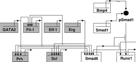 The Scl Transcriptional Network And Bmp Signaling Pathway Interact To