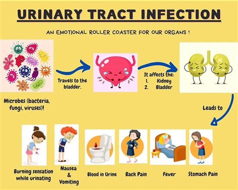What Is An Infection In The Urine An Infection In The Urine Or