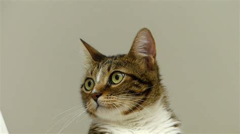 Cat Kitty Kitten Free Stock Video Pixabay