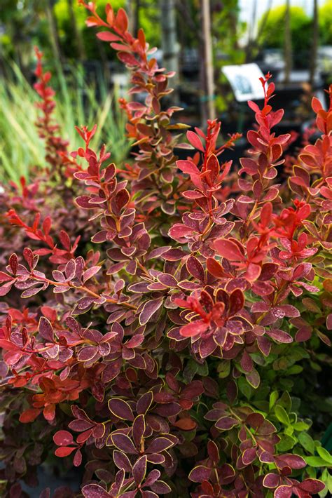 Барбарис Тунберга Корал (72 фото) - фото - картинки и рисунки: скачать ...