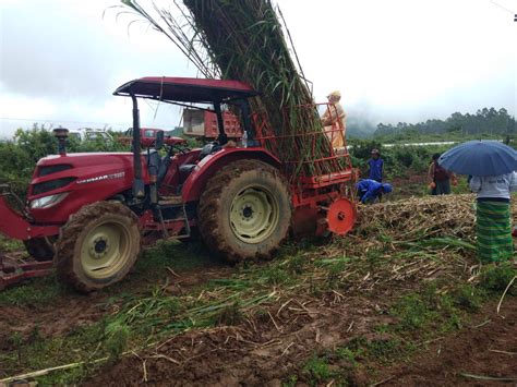 ကွတ်ခိုင်မြို့နယ် ဒေသခံတောင်သူများ တိရစ္ဆာန်အစာဖူလုံစေရန်အတွက် မိုးရာသီတိရစ္ဆာန်အစာပင် နေပီယာမ