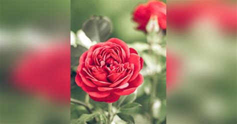 Obituary Information For Mei Tuen Kwok 郭陳美端夫人