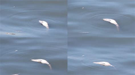 水污染中的鱼 视频素材下载 编号 21672101 光厂 vj师网