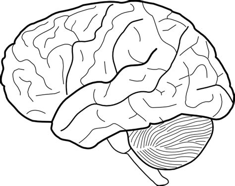 Outline Of Brain Clip Art At Vector Clip Art Online