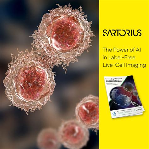Leveraging Ai In Your Live Cell Imaging Ebook Sartorius Incucyte