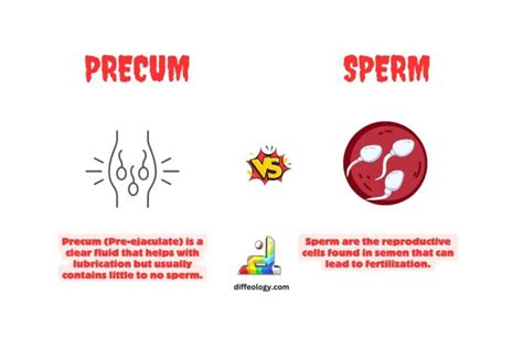 Difference Between Precum And Sperm Diffeology