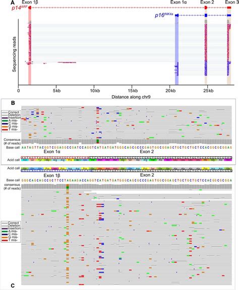 Long Read Transcriptomics A Direct Rna Sequencing Reads From Gm12878