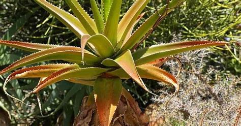 Aloe Vaombe Care Growing The Malagasy Tree Aloe