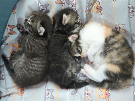 ချောပုလုံးမိသားစု အမယ်စီစီရီရီအိပ်နေကြတာ ဝါဆိုလေးကအငယ်ဆုံးနေမယ