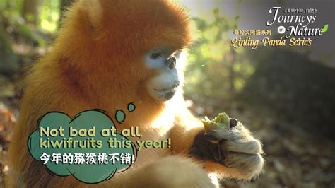 Coming Up Cgtn Nature To Unveil New Giant Panda Series Cgtn