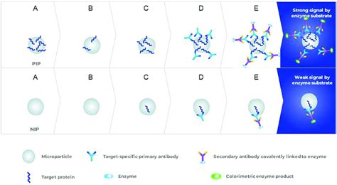 Modified Elisa Protocol A After Synthesis Pip Particles Contain Download Scientific Diagram