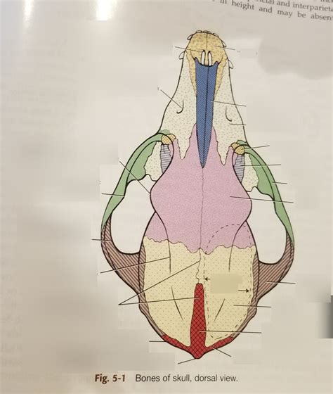 Skull Bones Dorsal Diagram Quizlet