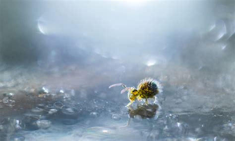 Close Up Photography Nature Hd