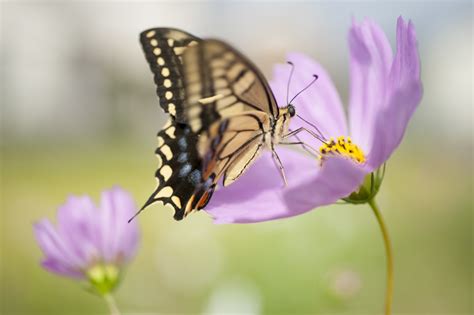 By El Poeta Id Photohito