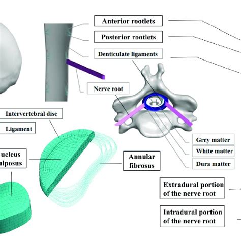 Full Cervical Spine Finite Element Model Including Detailed Structures