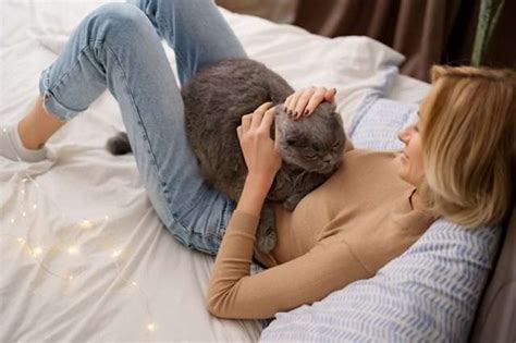 Nurturing Your Expectant Cat A Comprehensive Guide