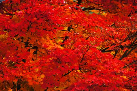 真っ赤な紅葉の無料写真素材 フリー
