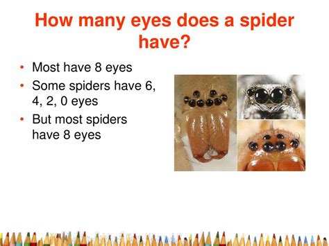 5 5 And 5 6 7th Grade Agenda Learning Objective Learn About Arachnids And Echinoderm Collect Hw