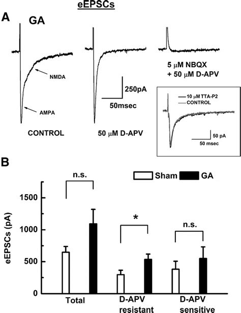 Ga Exposure Increases The Ampa Component Of Nrt Neuron Eepscs A