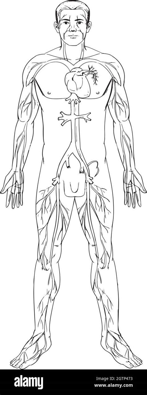 Circulatory System Diagram Black And White