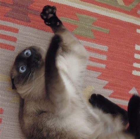 Cats High On Catnip Gallery Ebaums World