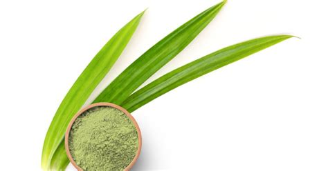 맨해튼 카페 점령했다는 동양의 초록색 ‘이 식물 말차 아니라고